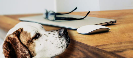 Smart, smarter, smartest – dog breeds and their intelligence | flexi